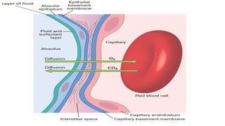 diffusion of gases.pptx involving carbon dioxide,nitrogen,oxygen | PPT