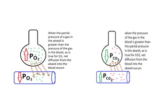 diffusion of gases.pptx involving carbon dioxide,nitrogen,oxygen | PPT