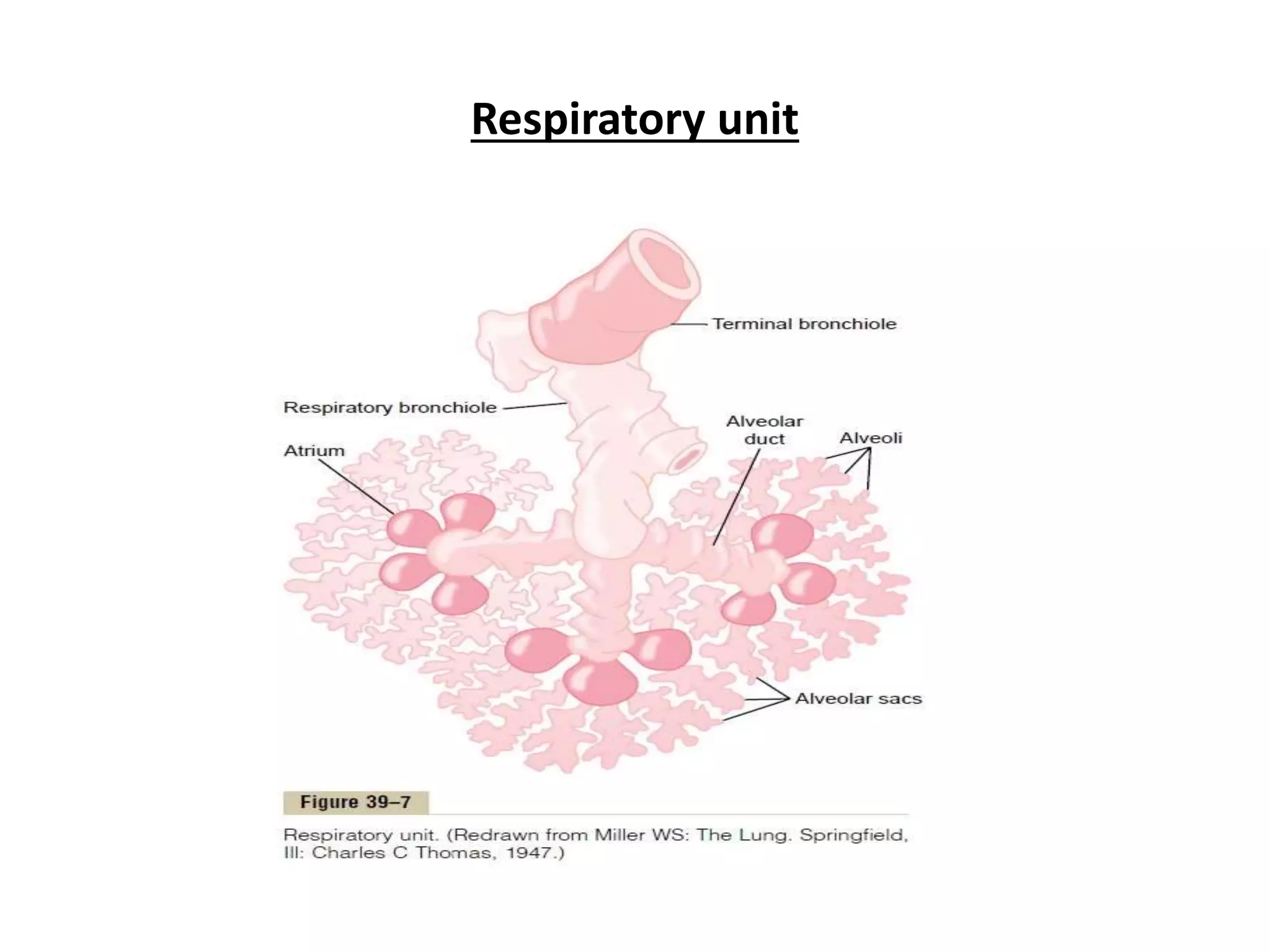 Diffusion of gases through respiratory membrane | PPTX