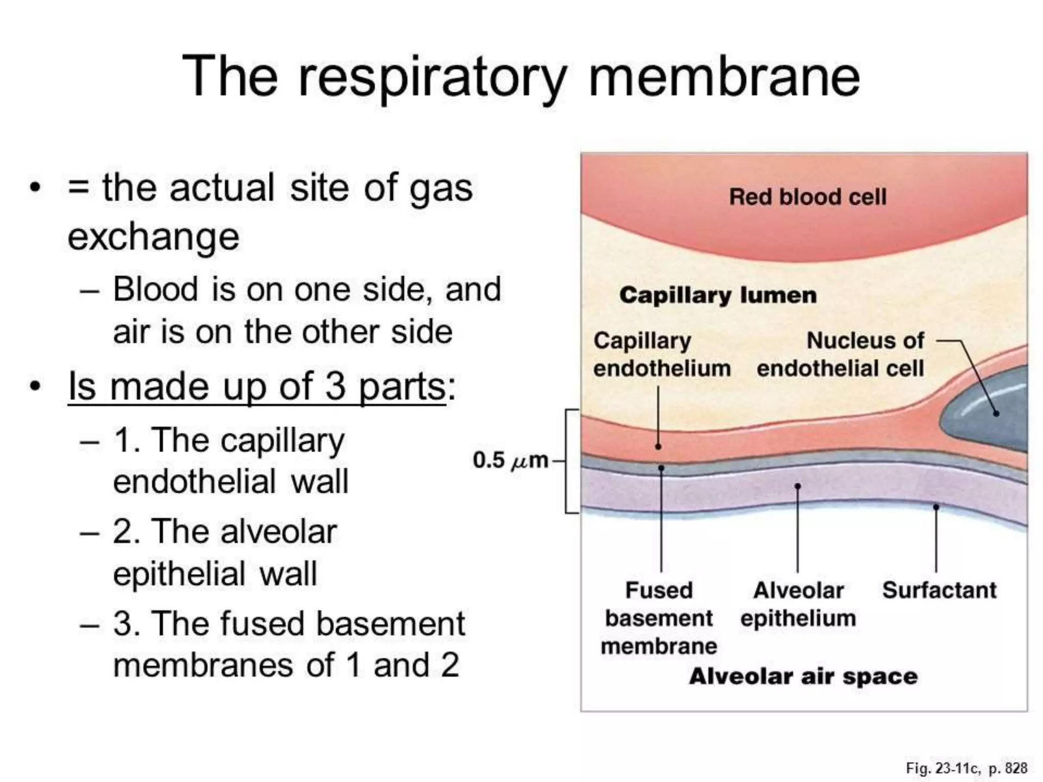 Diffusion of gases through respiratory membrane | PPTX