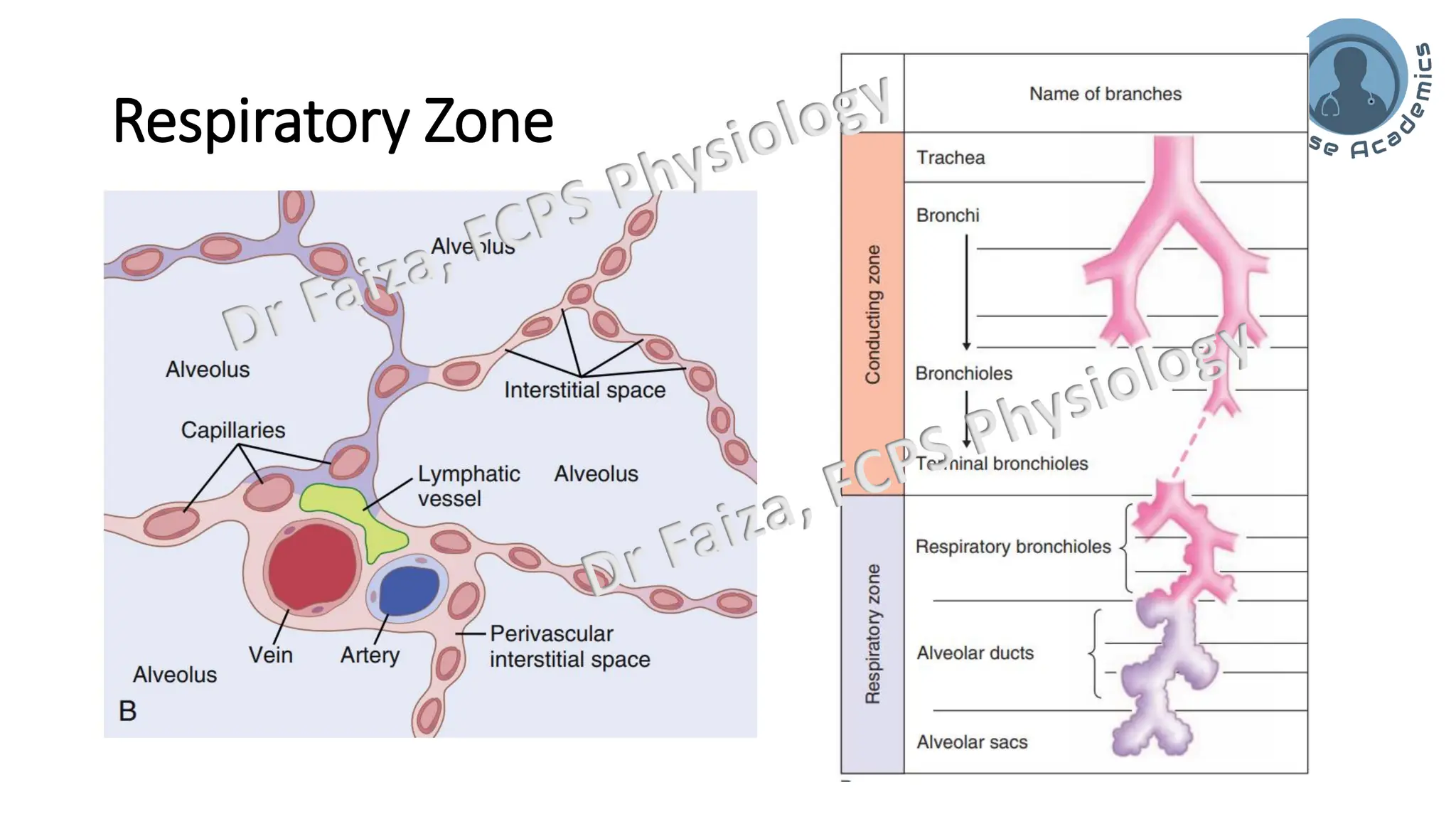 Diffusion of gases through Respiratory Membrane | PPT