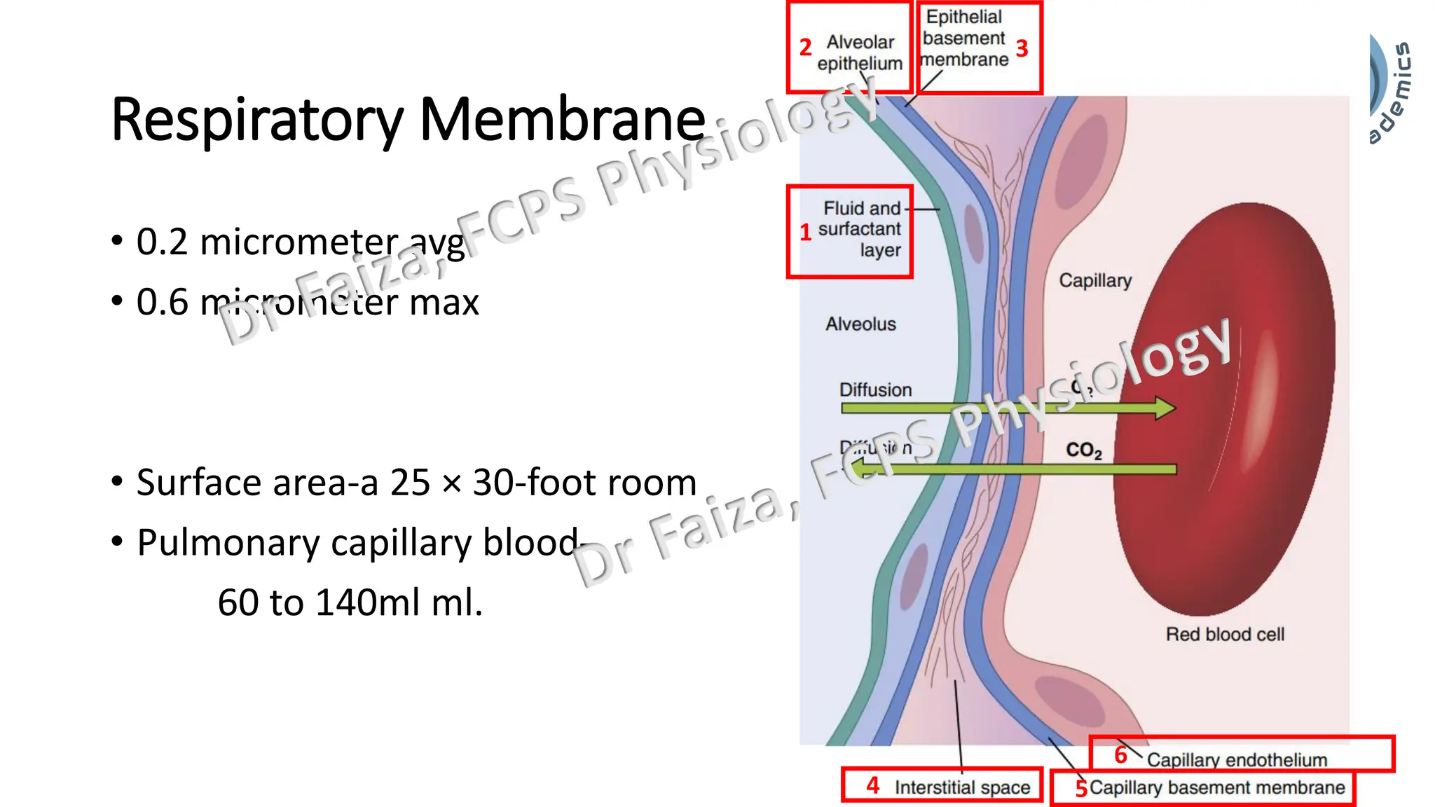 Diffusion of gases through Respiratory Membrane | PDF