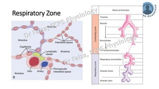 Diffusion of gases through Respiratory Membrane | PPT