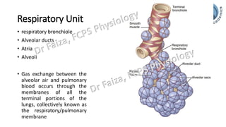 Diffusion of gases through Respiratory Membrane | PDF