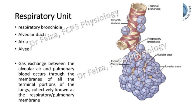 Diffusion of gases through Respiratory Membrane | PPT