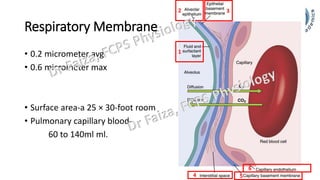 Diffusion of gases through Respiratory Membrane | PPT