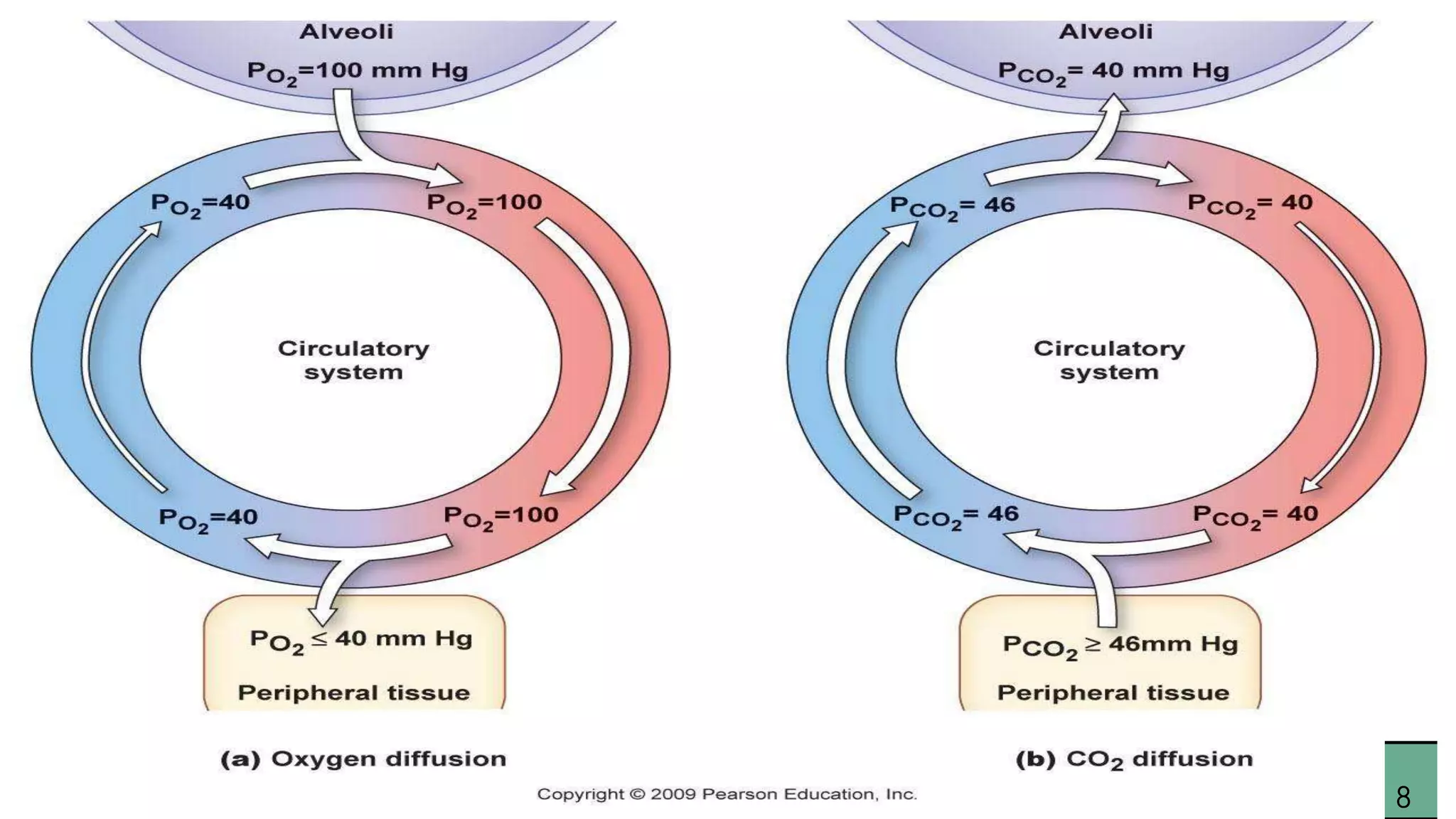 Diffusion of respiratory gasses and reflexes | PPTX