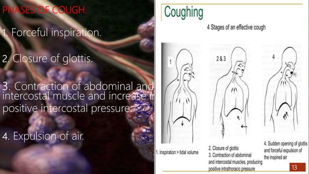 Diffusion of respiratory gasses and reflexes | PPTX