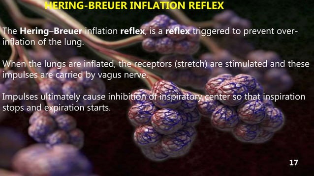 Diffusion of respiratory gasses and reflexes | PPTX
