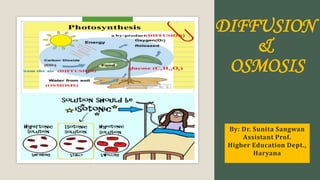 Diffusion, osmosis | PPT