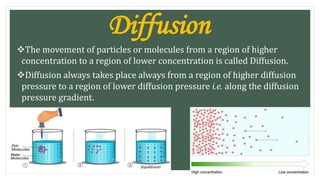 Diffusion, osmosis | PPT