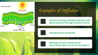 Diffusion, osmosis | PPT
