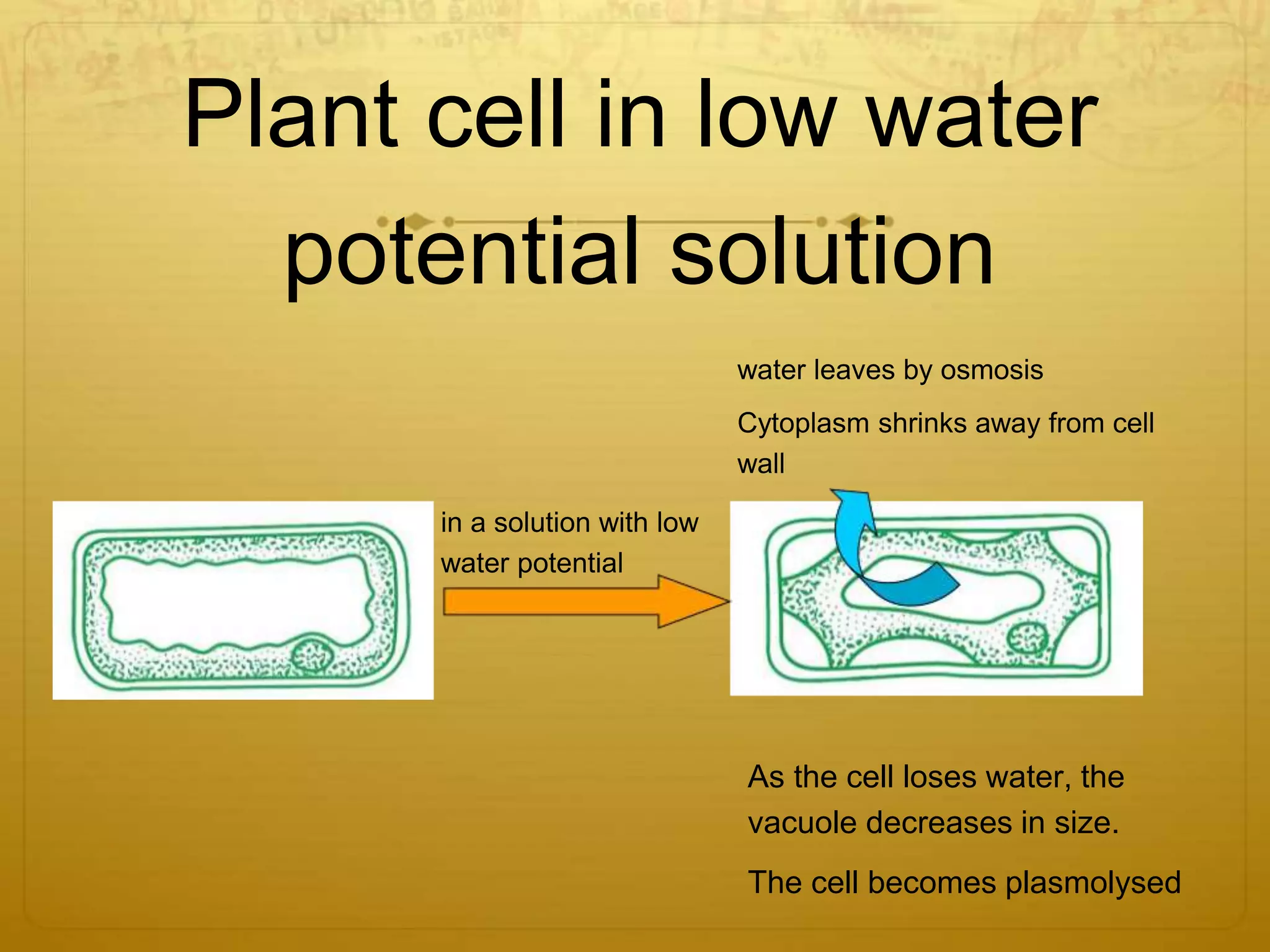 diffusion&osmosis.pptx