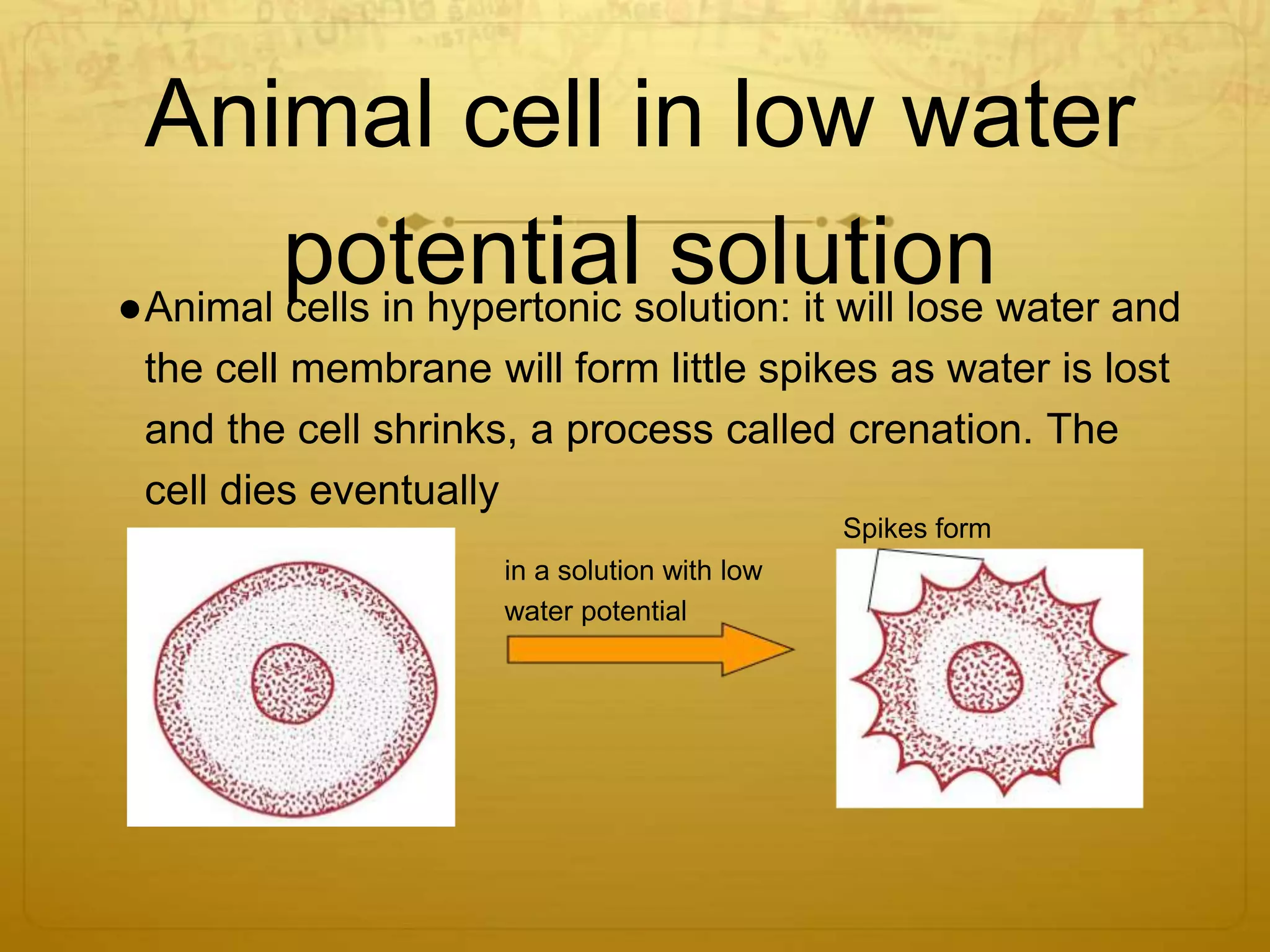 diffusion&osmosis.pptx