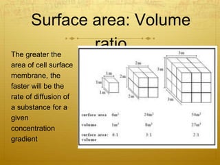 diffusion&osmosis.pptx