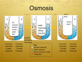 diffusion&osmosis.pptx