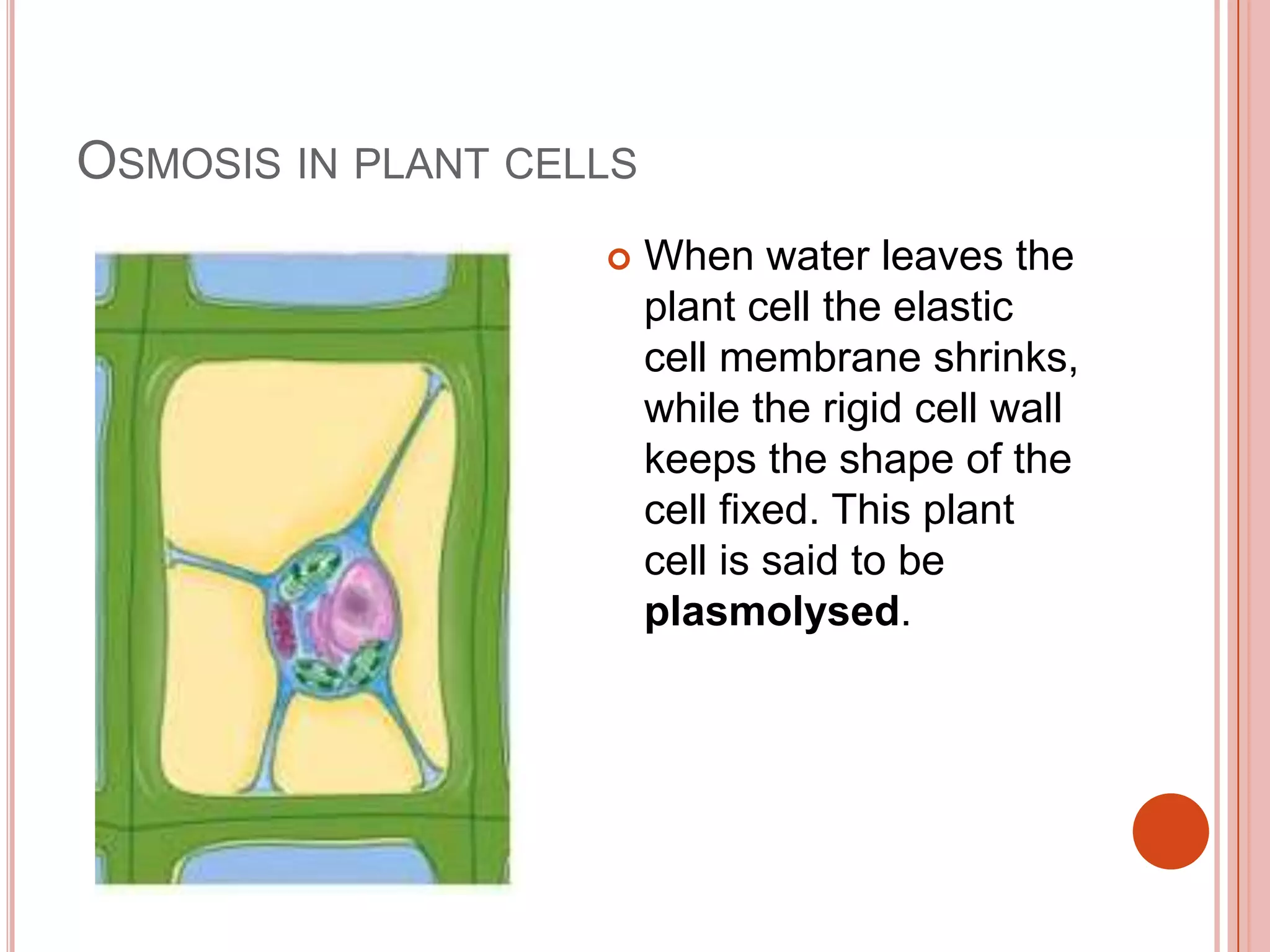 Diffusion osmosis active transport | PPTX