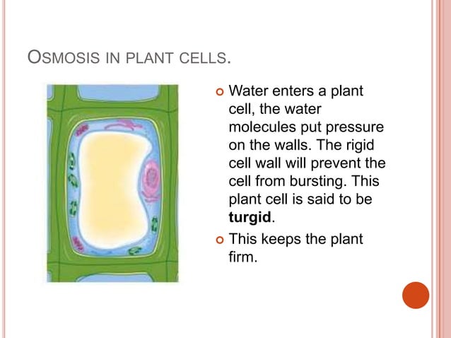 Diffusion osmosis active transport | PPTX