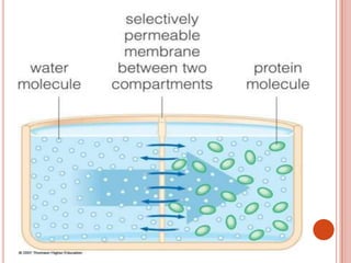 Diffusion osmosis active transport | PPTX