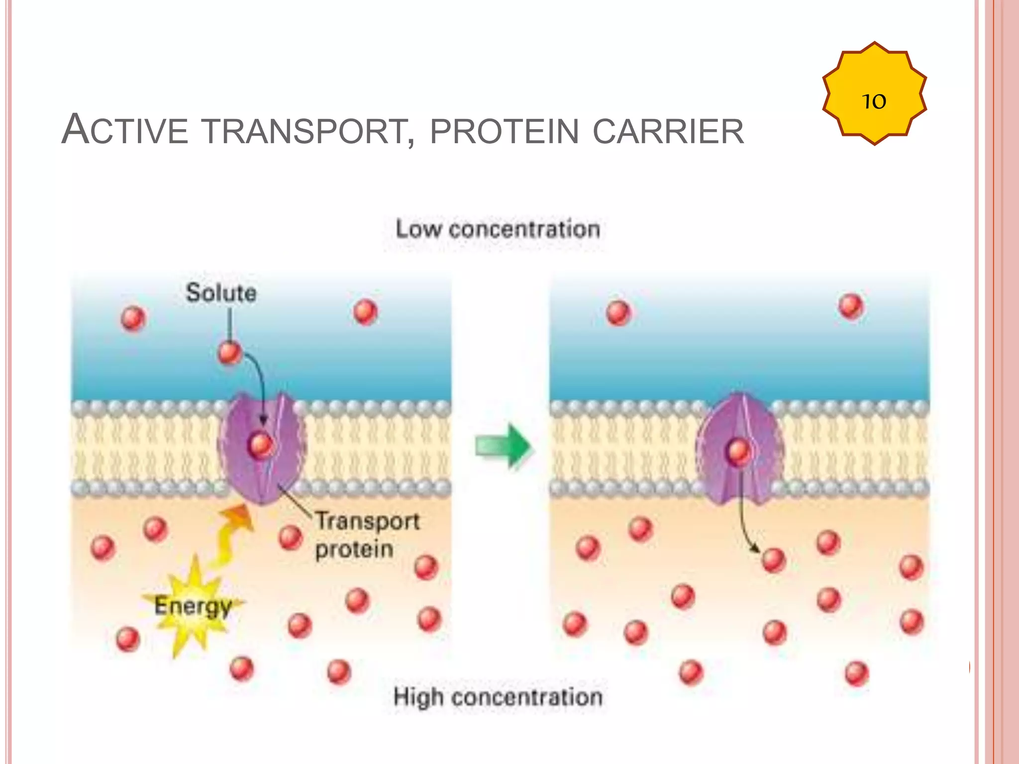 Diffusion osmosis active transport | PPTX