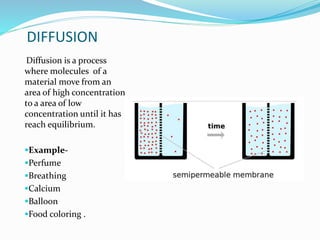 Diffusion And Osmosis Examples
