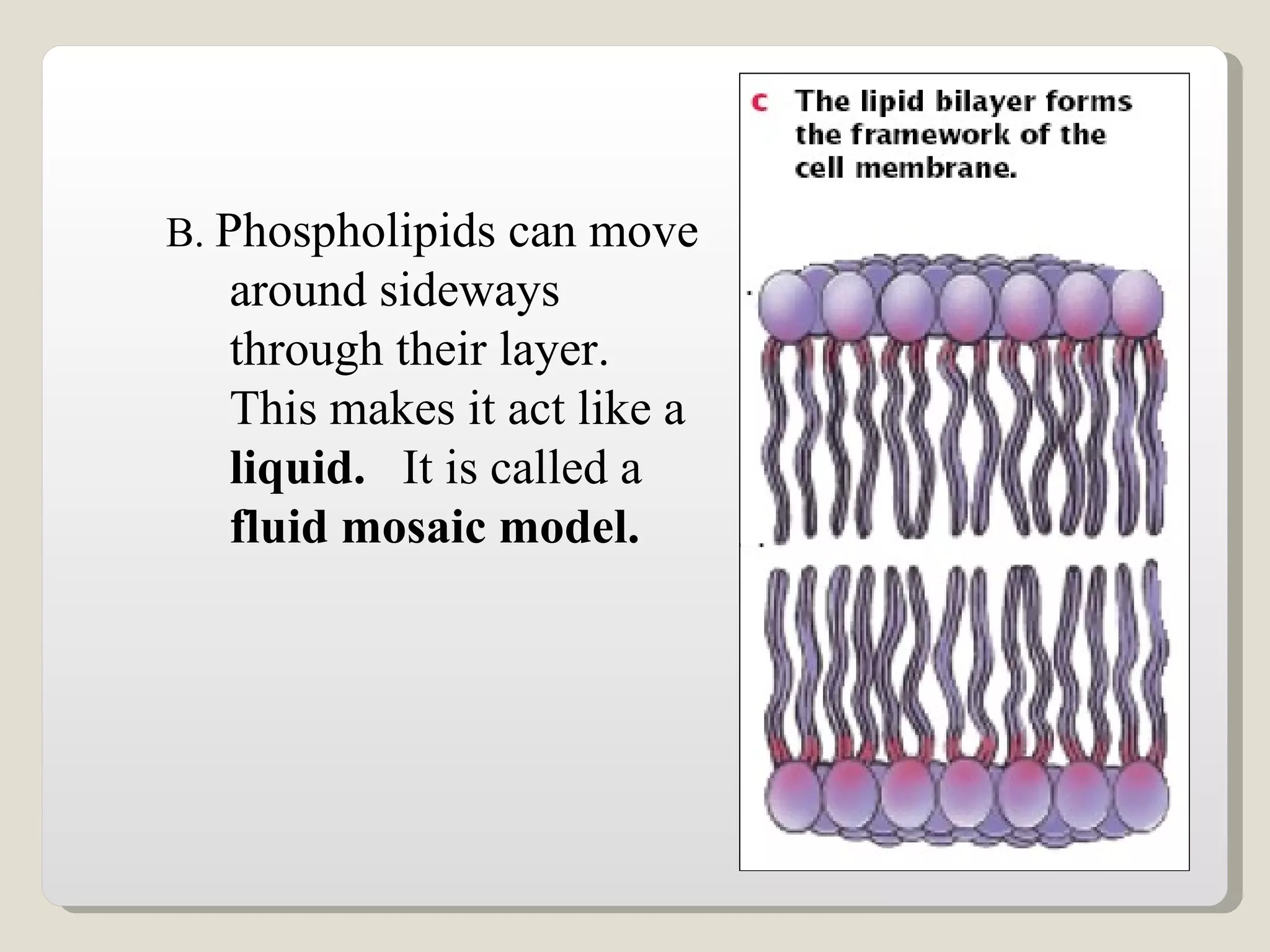 Diffusion Osmosis Notes Lecture Ppt Biological Sciences Science