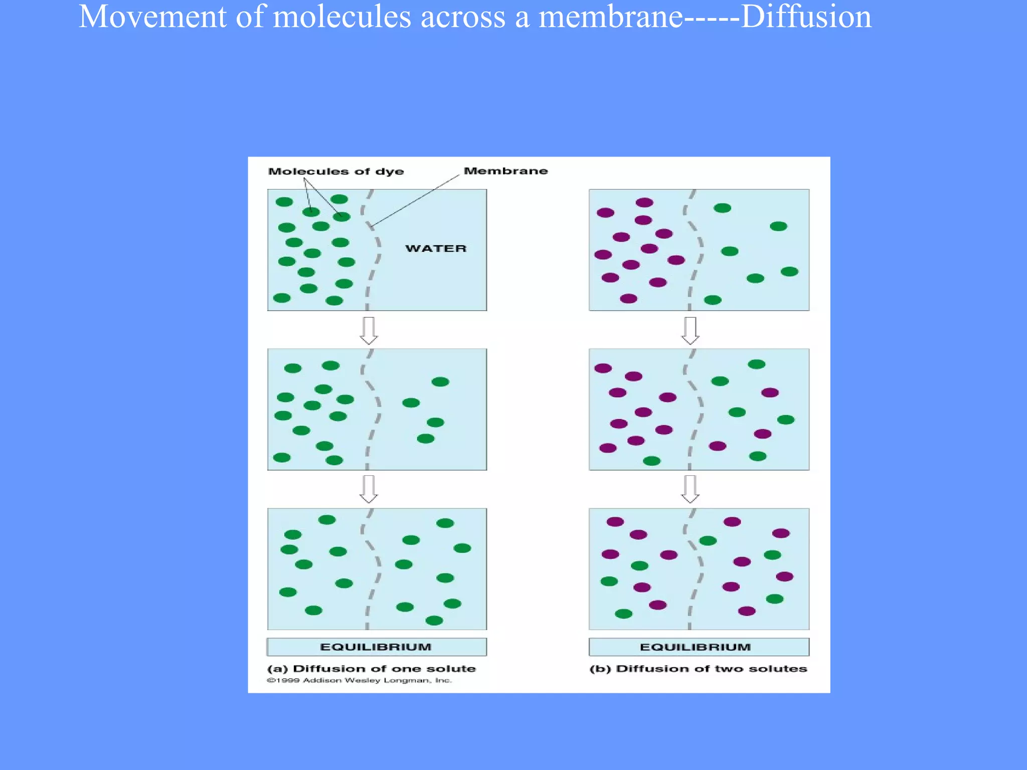 Diffusion powerpoint for summer class | PPT | Chemistry | Science