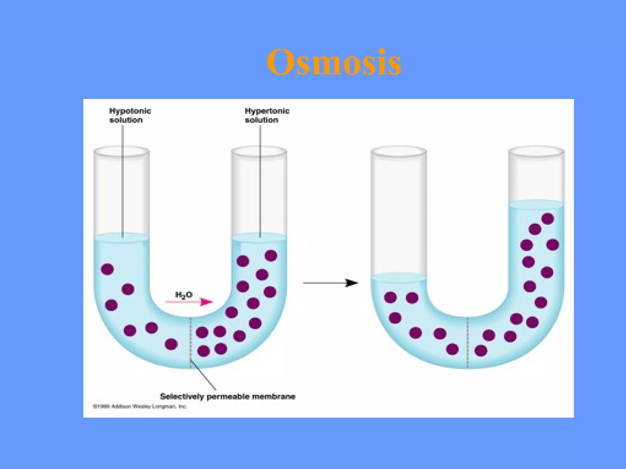 Diffusion powerpoint for summer class | PPT | Chemistry | Science