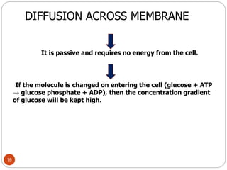 Diffusion Through A Membrane Powerpoint