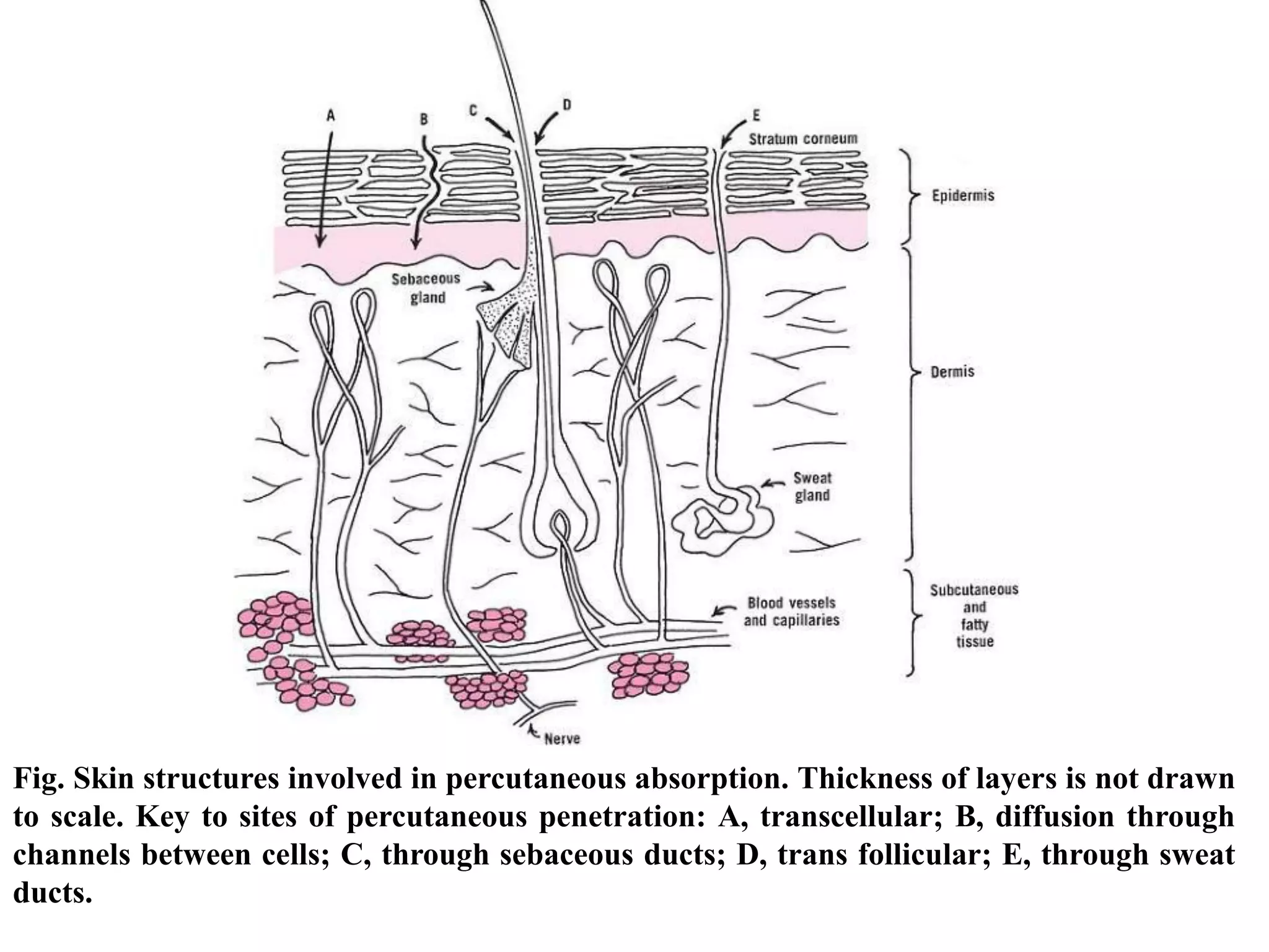 Diffusion principles in biological system .pdf