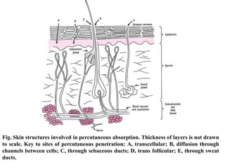 Diffusion principles in biological system .pdf
