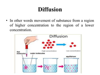 Diffusion principles in biological system .pdf