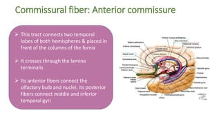 Diffusion tensor imaging .pptx