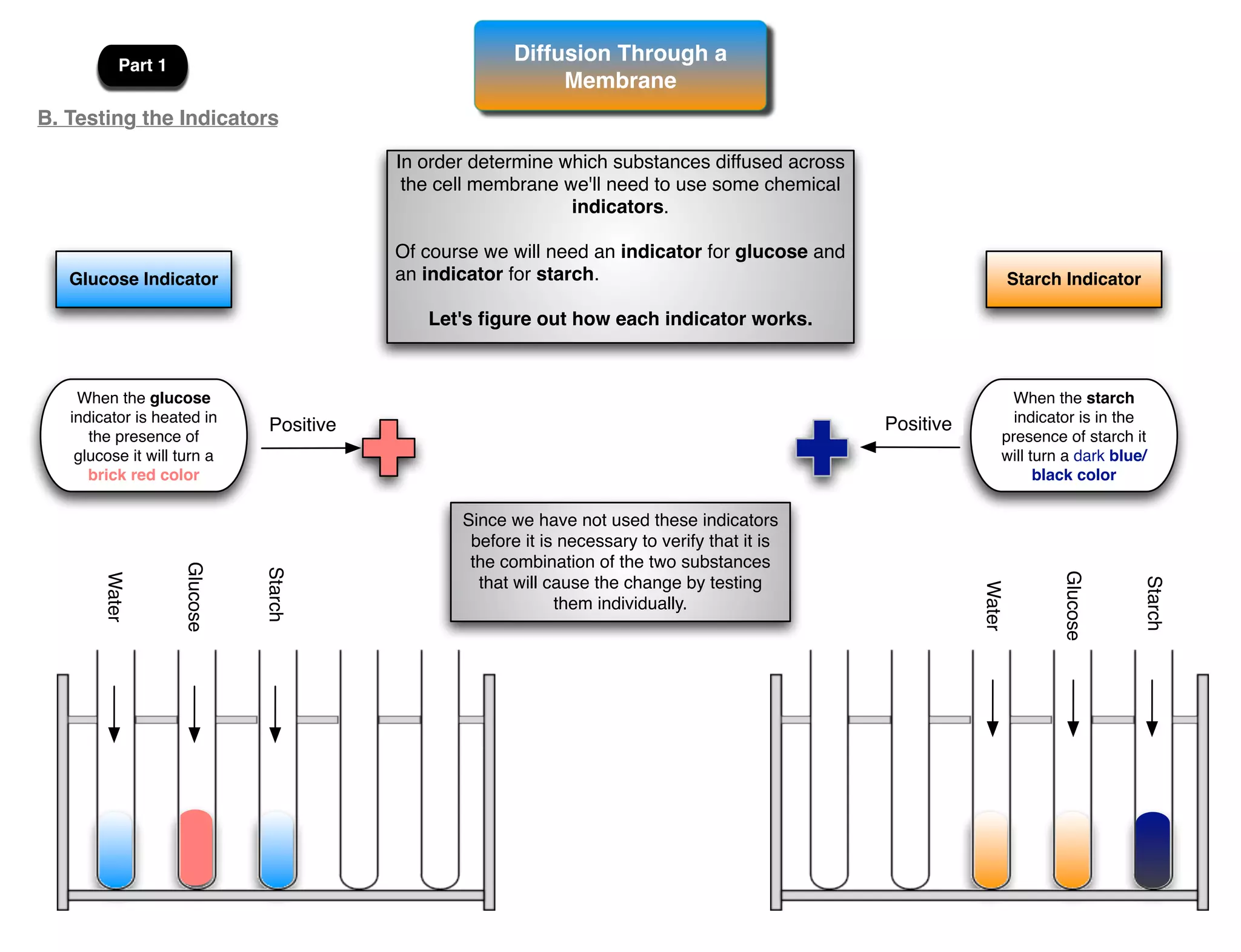 Diffusion Through A Membrane Lab | PDF