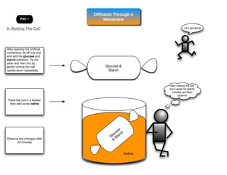 Diffusion Through A Membrane Lab | PDF