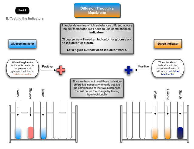 Diffusion Through A Membrane Lab | PDF