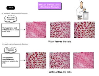 Diffusion Through A Membrane Lab | PDF