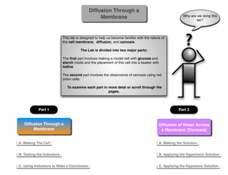Lab Diffusion Through A Membrane