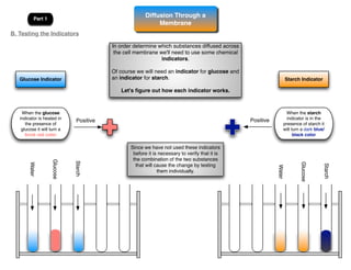 Lab Diffusion Through A Membrane
