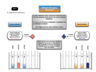 Diffusion Through A Membrane Review | PPT
