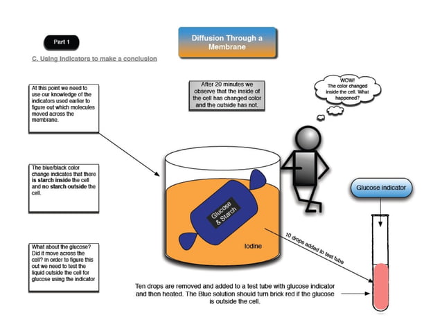 Diffusion Through A Membrane Review | PPT