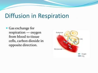 Diffusion unit class 1 | PPTX