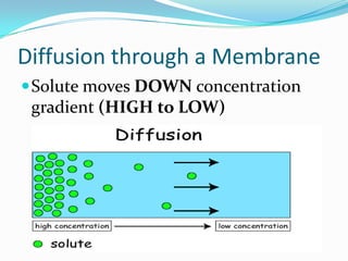 Diffusion unit class 1 | PPTX