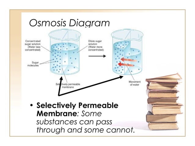 Diffusion vs osmosis | PPT