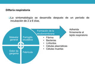 Corynebacterium Diphteriae Difteria | PPTX