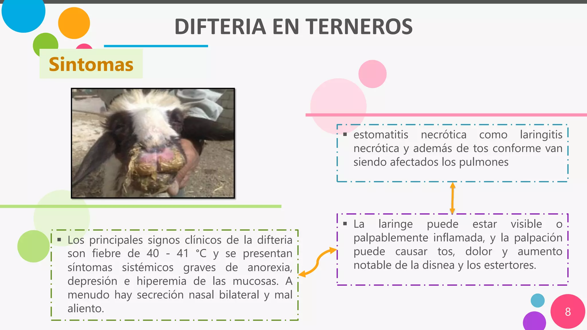 Difteria en bovinos | PDF