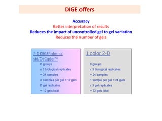 DiGE....2-D gel electrophoresis | PPTX