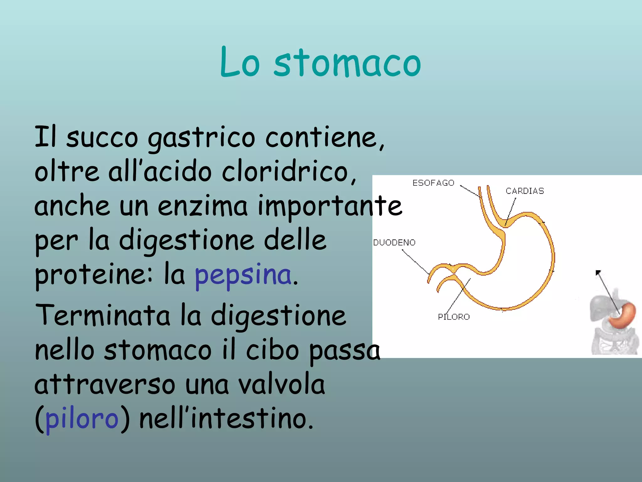 apparato digerente | PPT