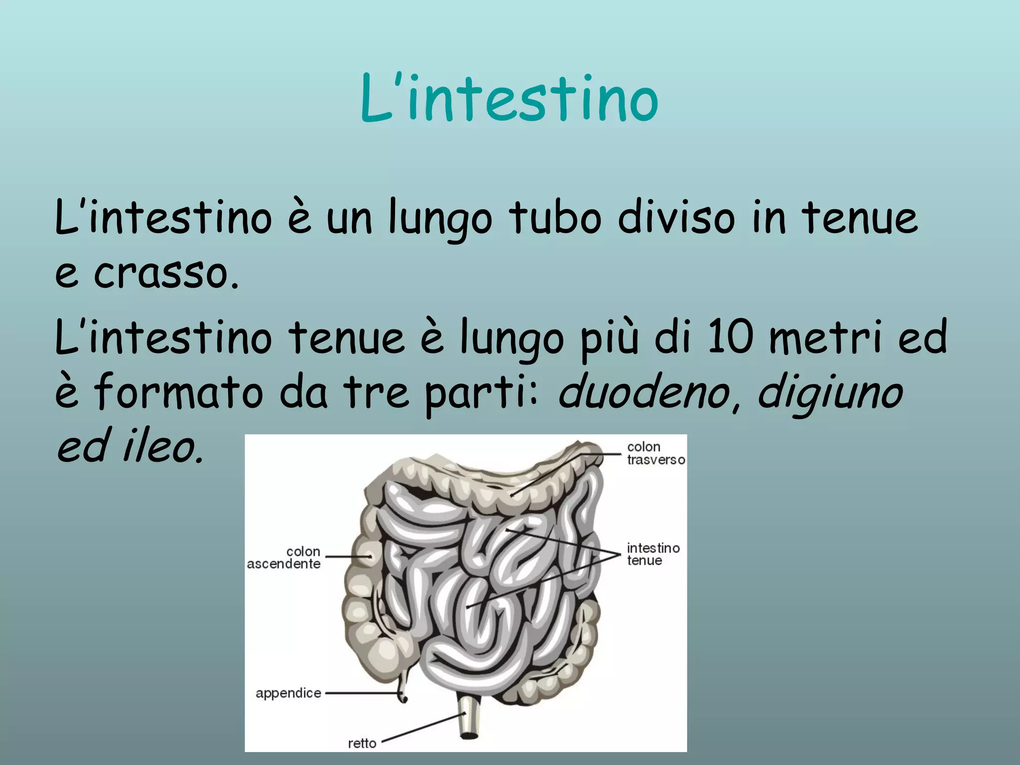 apparato digerente | PPT