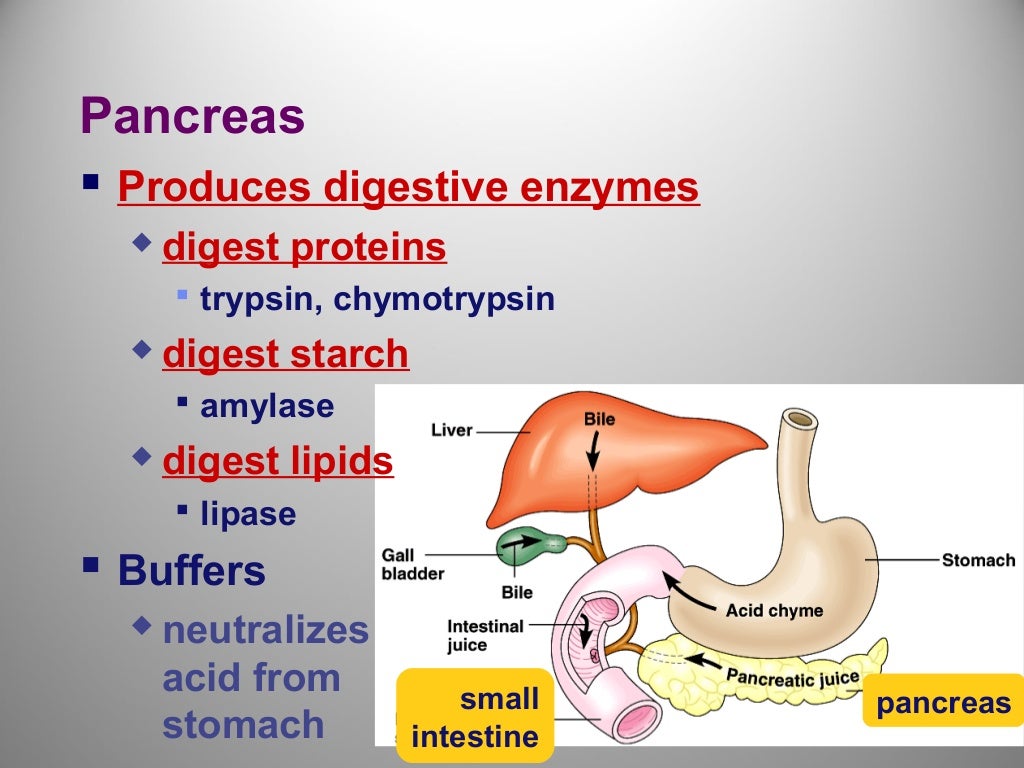 Digesive system renewed